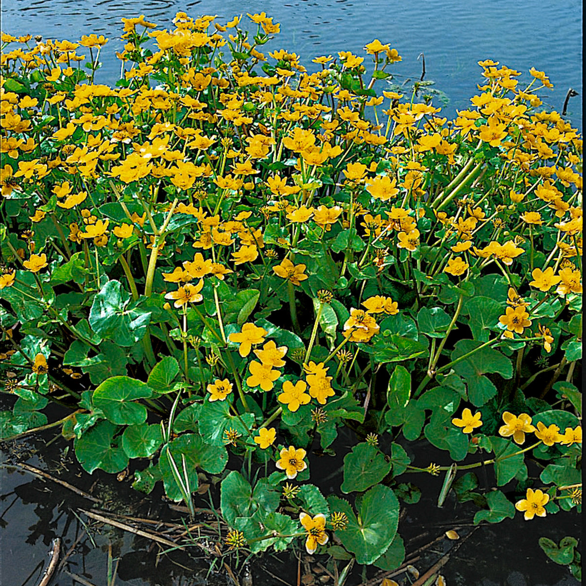 Buy pond plants now Marigold Caltha palustris yellow - Marsh plant ...