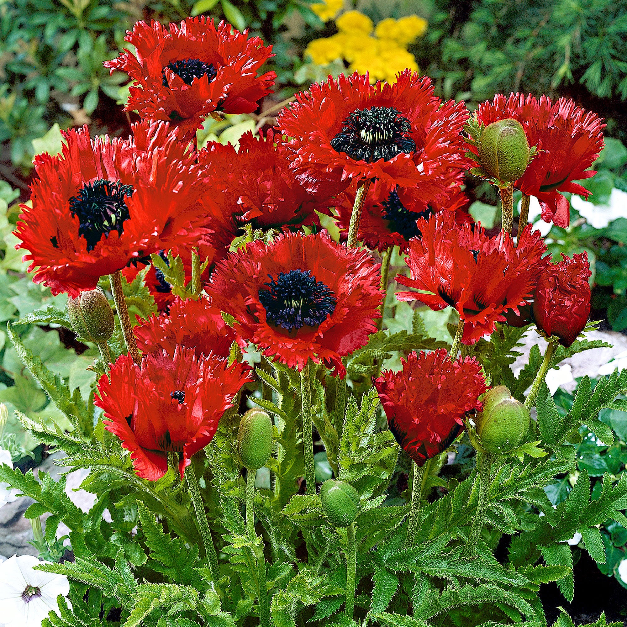 Buy hardy perennial 3x Oriental poppy Papaver 'Türkenlouis' red - Bare ...