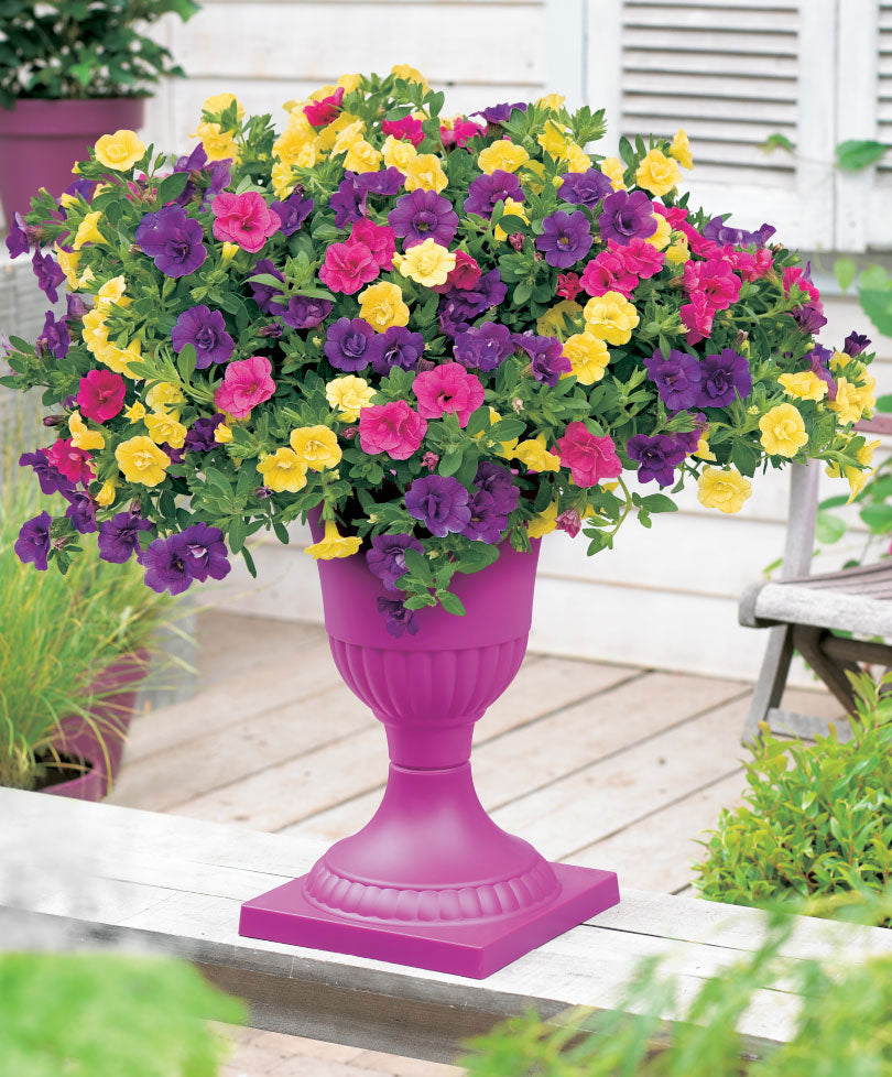 Buy bedding plants now 3x Mini petunia Calibrachoa 'Petticoat' yellow ...