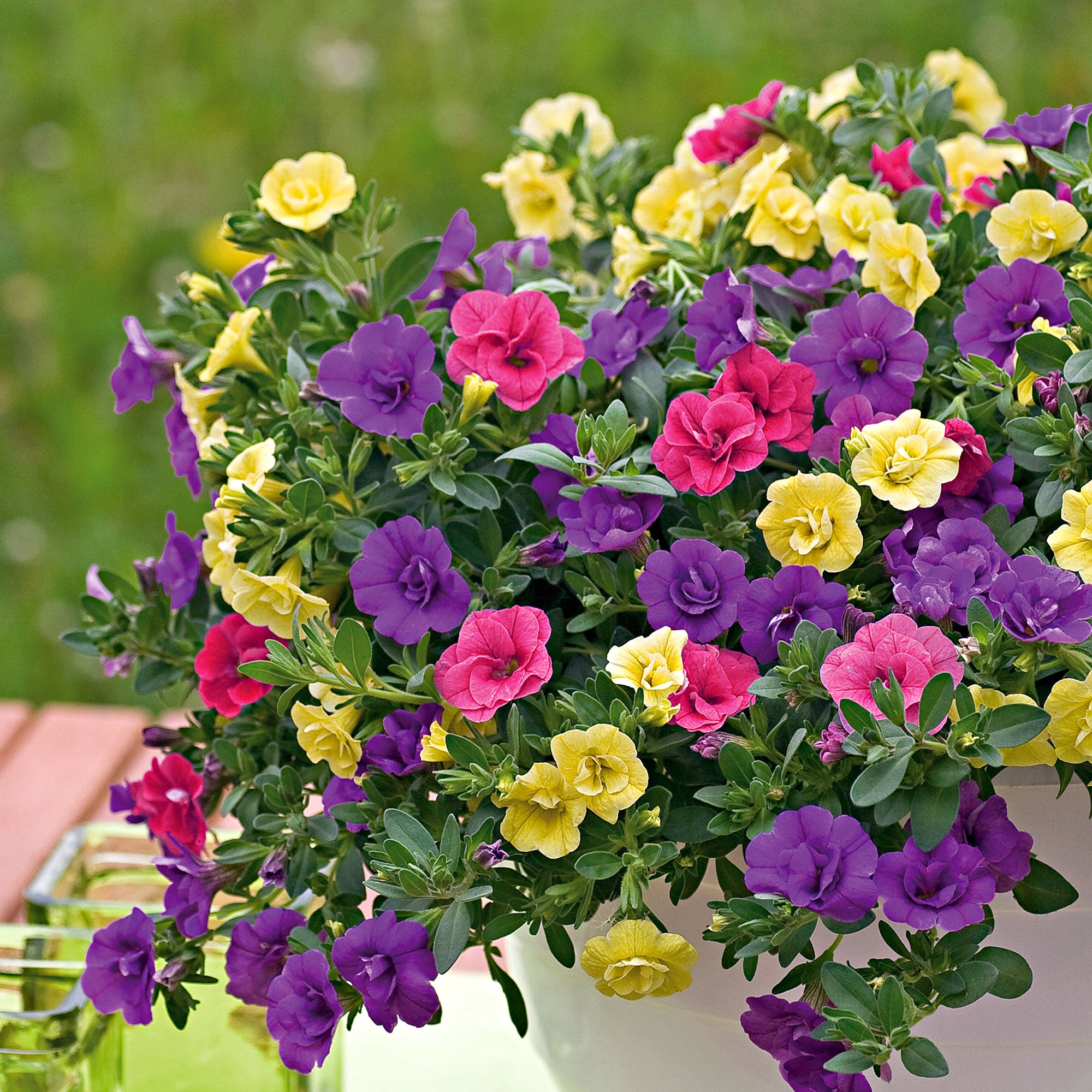 Buy bedding plants now 3x Mini petunia Calibrachoa 'Petticoat' yellow ...